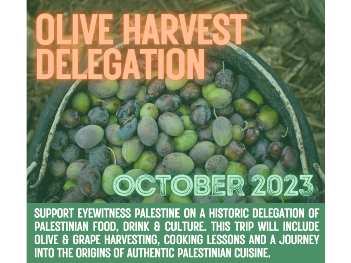 Olive Harvest Delegation 2023 | LaunchGood | LaunchGood