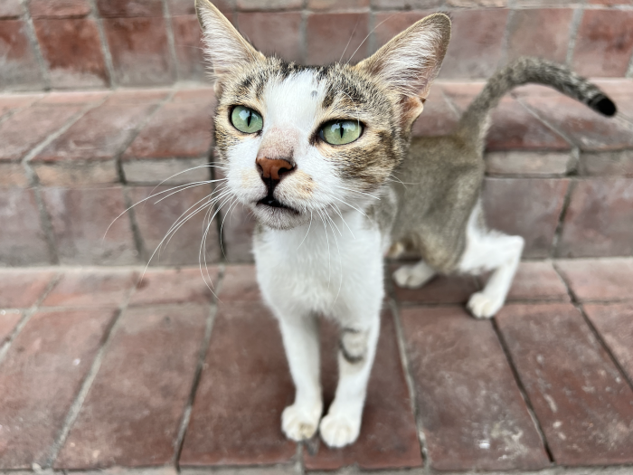 Help Save the Stray Animals of Lahore! | LaunchGood | LaunchGood