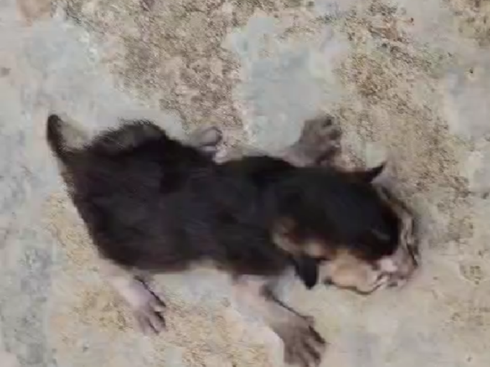 Save the cats of Bangladesh | LaunchGood