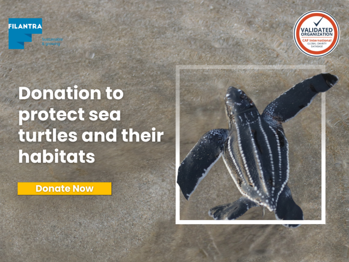 HELP PROTECT 1000 SEA TURTLES | LaunchGood | LaunchGood