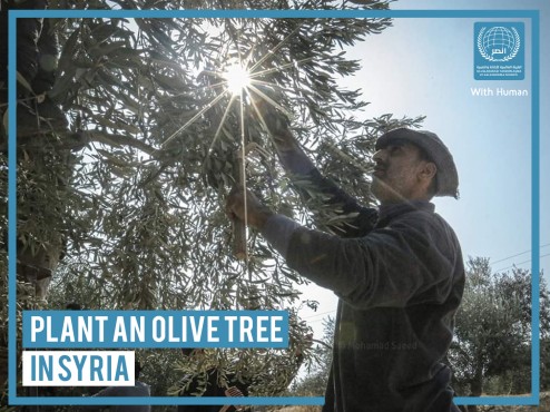 Plant an Olive Tree in Syria | LaunchGood | LaunchGood