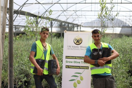 Olive Tree Planting for Families of Gaza, Palestine | LaunchGood ...