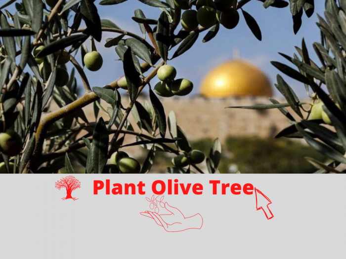 Keep hope alive – Plant an olive tree in Gaza | LaunchGood | LaunchGood